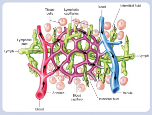 What is Interstitial Fluid and its Vital Role in Cellular Health and ...