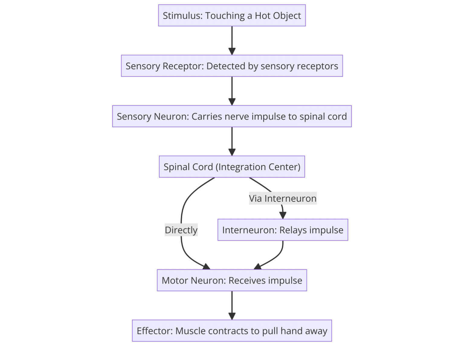 What is Reflex Arc for Class 10 - CBSE Class Notes Online - Classnotes123