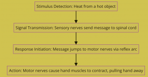 What is a Reflex Action? - For Class 10th - CBSE Class Notes Online ...