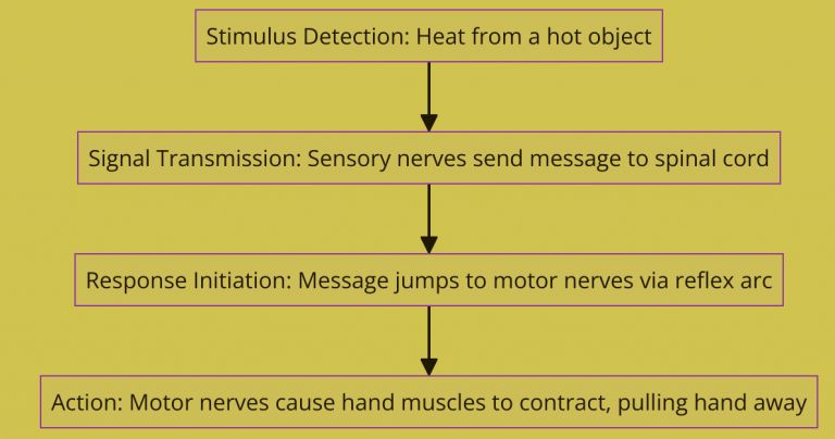 What is a Reflex Action? - For Class 10th - CBSE Class Notes Online ...