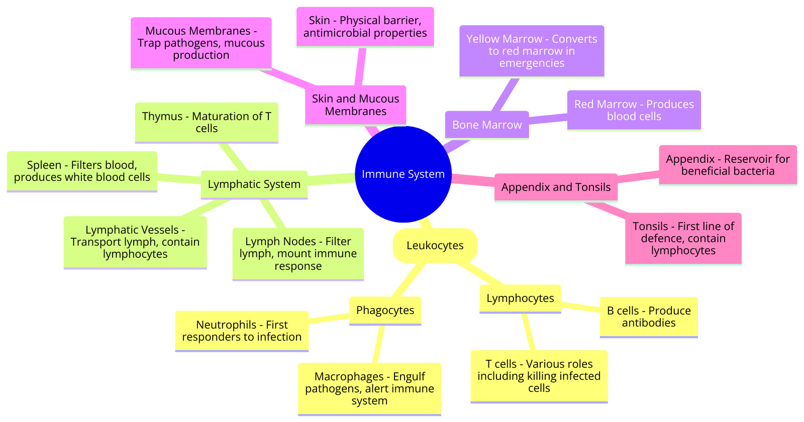 Key Organs of the Immune System -Explained in Details - CBSE Class ...