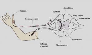 What is Reflex Arc for Class 10 - CBSE Class Notes Online - Classnotes123