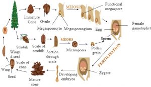 Angiosperm Life Cycle