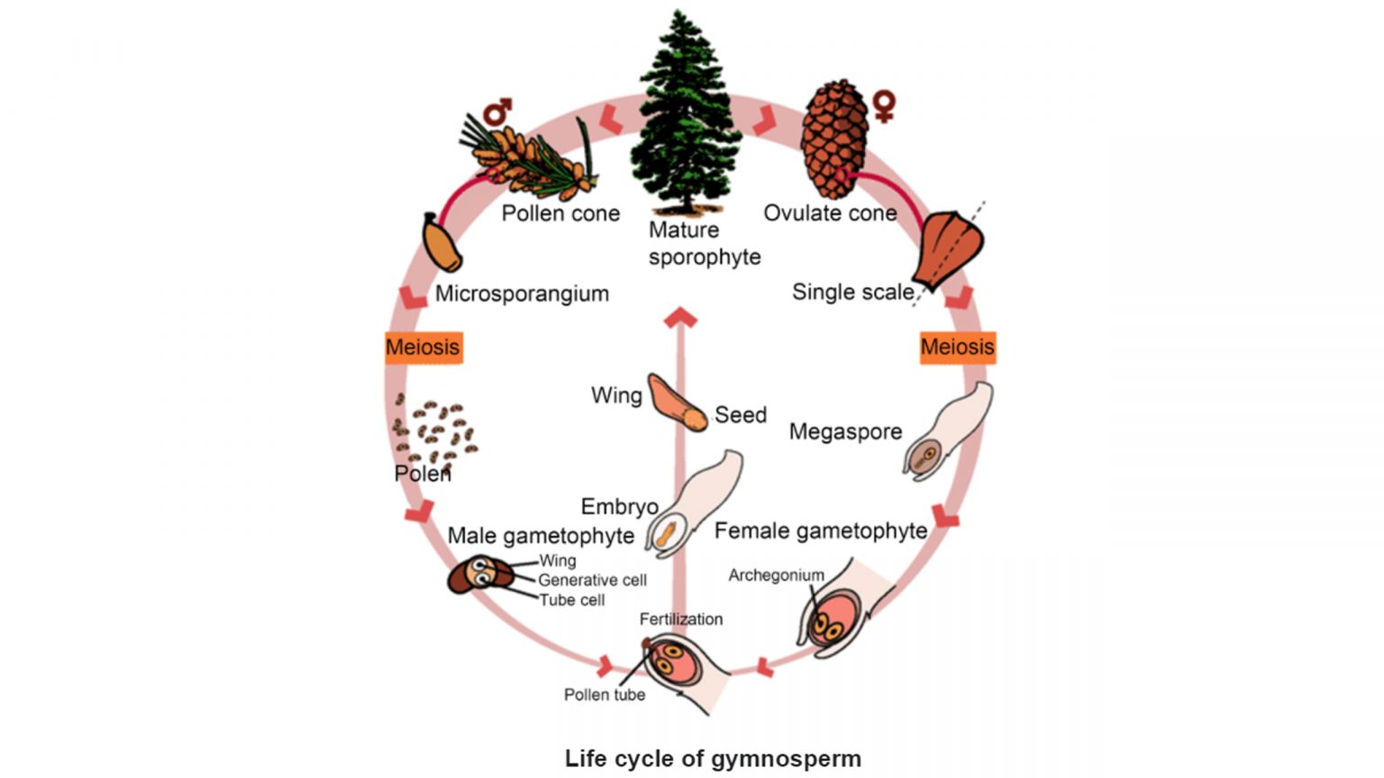 Gymnosperm Overview- Characteristics, Classification, Life Cycle ...