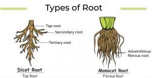 Angiosperms- Characteristics, Classification, and Reproductive Biology ...