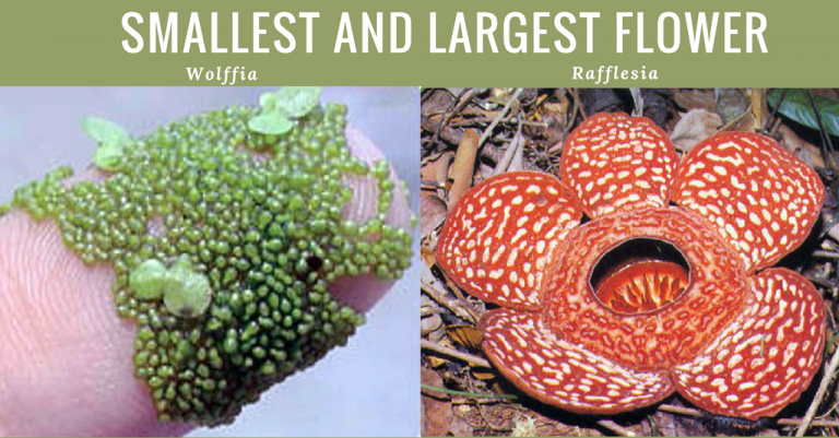 Angiosperms- Characteristics, Classification, and Reproductive Biology ...