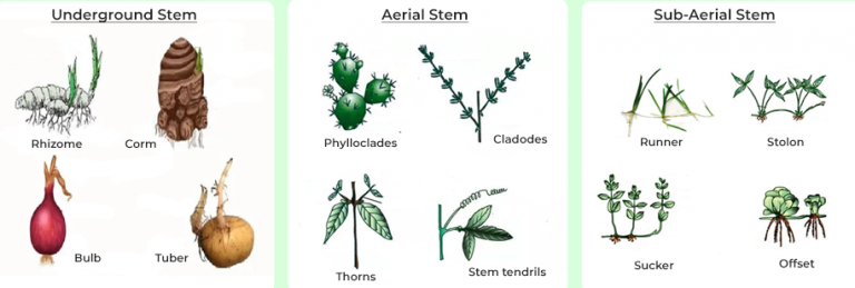 Angiosperms- Characteristics, Classification, and Reproductive Biology ...