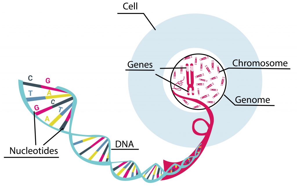 5 Key Differences Between Gene and Genome - CBSE Class Notes Online ...