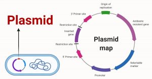 Plasmids - Structural Details, Functional Roles, and Applications in ...