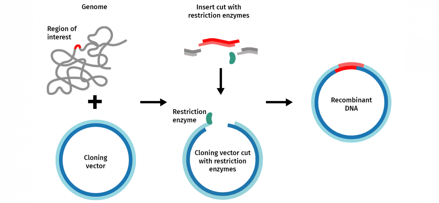 Plasmids - Structural Details, Functional Roles, and Applications in ...